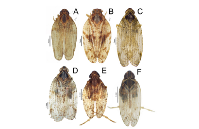 Universidade da Madeira